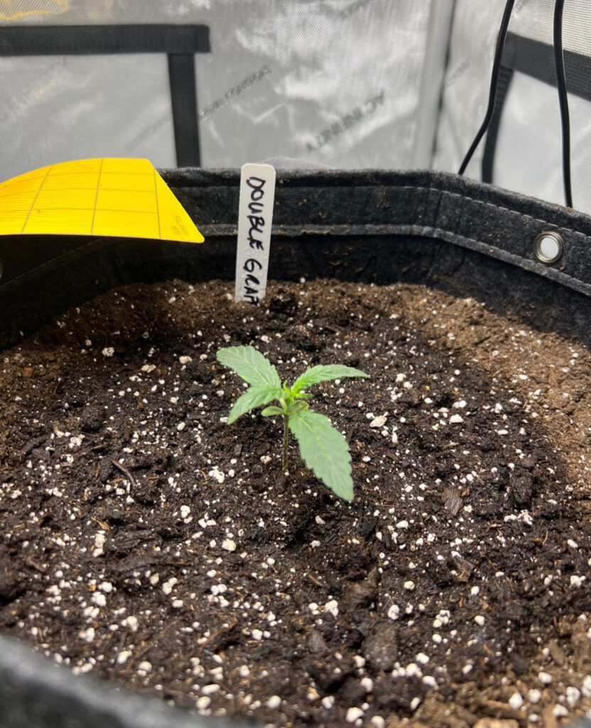 What Do Baby Marijuana Plants Look Like? – Terps & Thyme