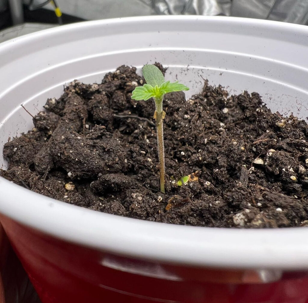 What Do Baby Marijuana Plants Look Like? – Terps & Thyme