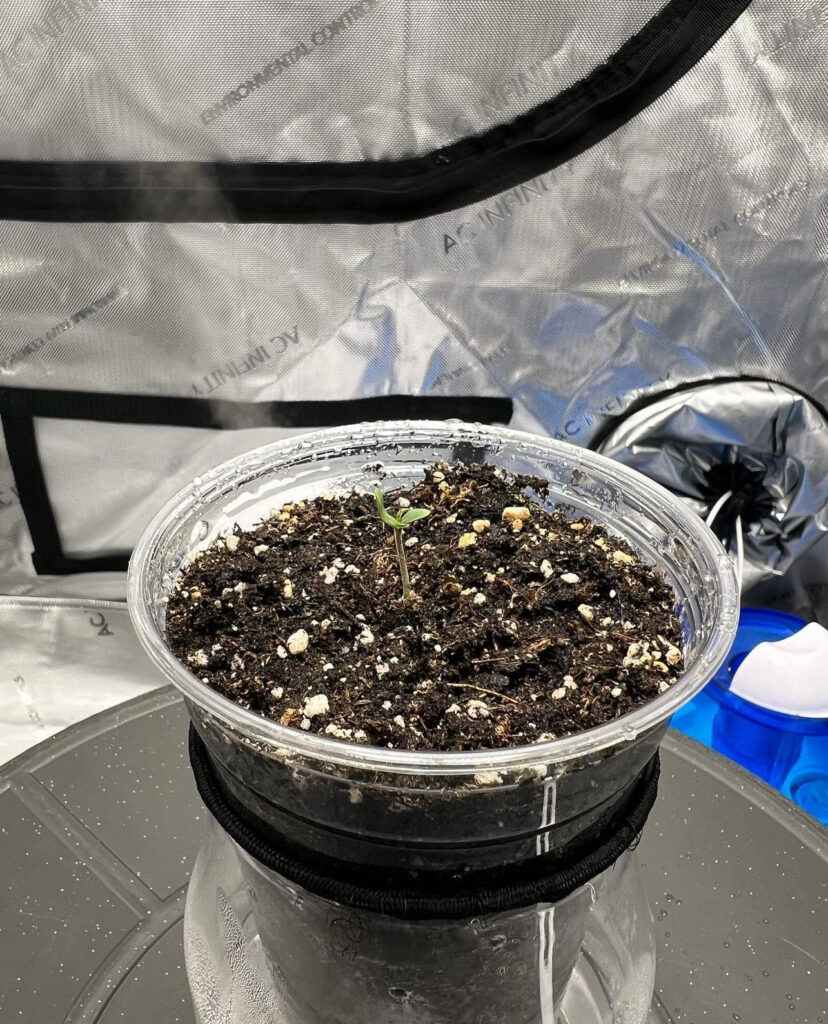 What Do Baby Marijuana Plants Look Like? – Terps & Thyme